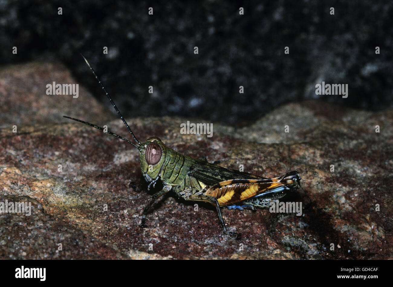 Grasshopper habitats hi-res stock photography and images - Alamy
