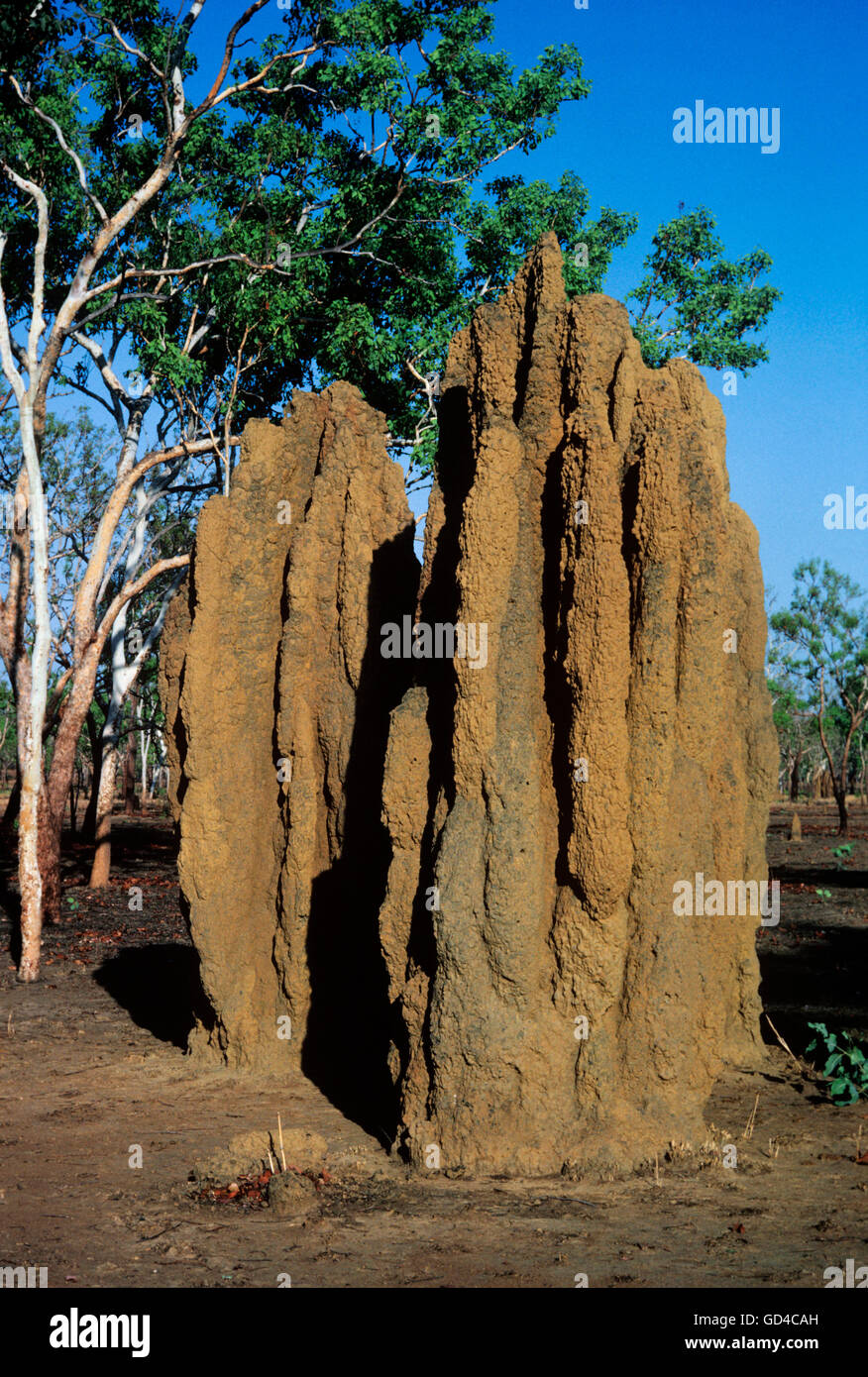 Ant Hills High Resolution Stock Photography and Images - Alamy