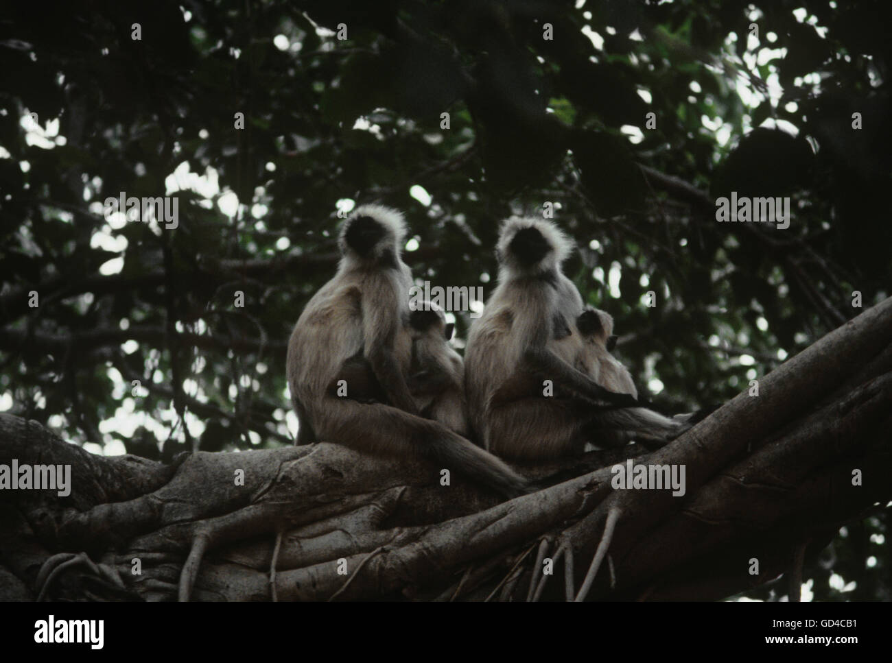 Indian languor hi-res stock photography and images - Alamy