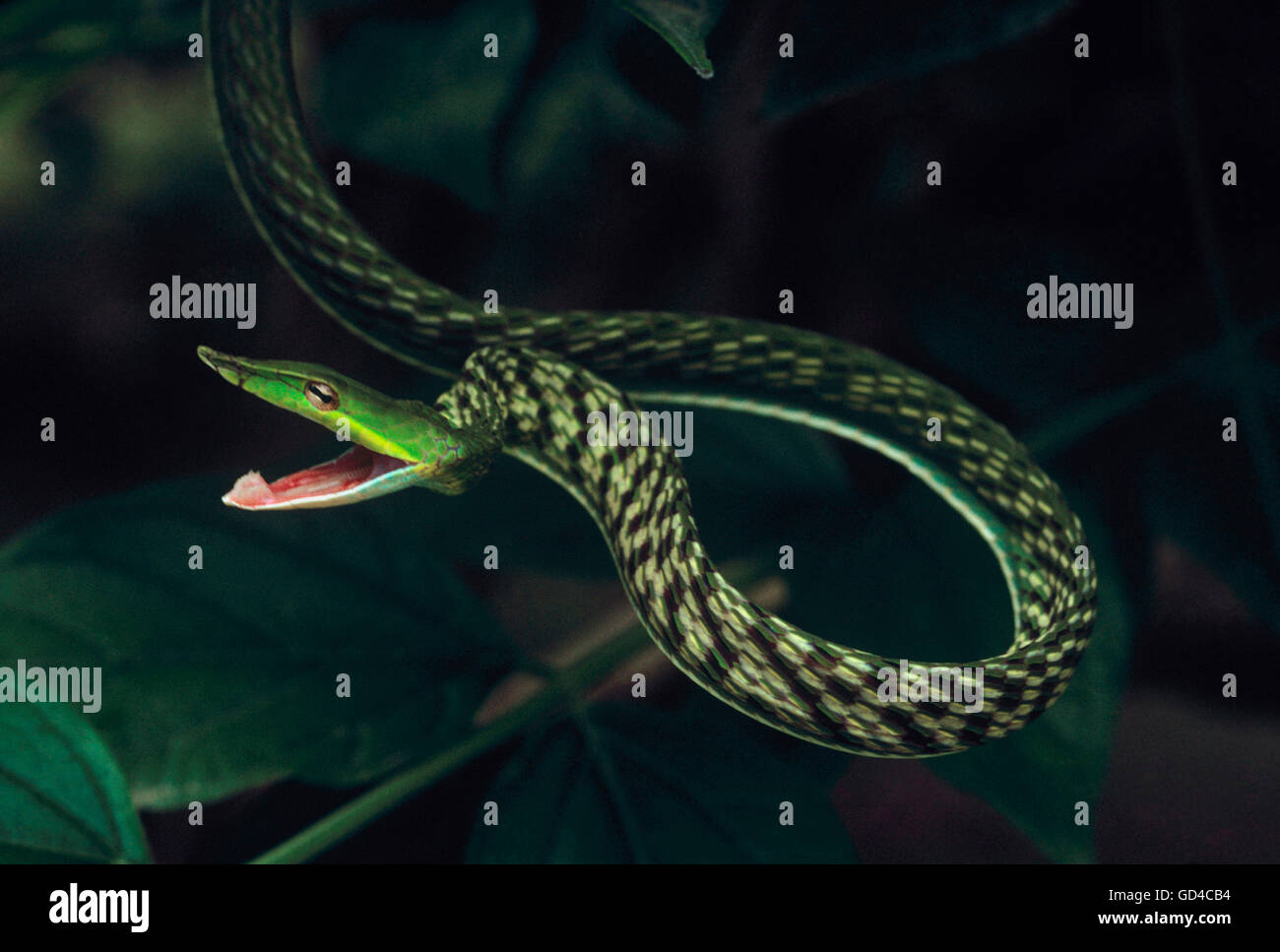 Rare snakes of india hi-res stock photography and images - Alamy