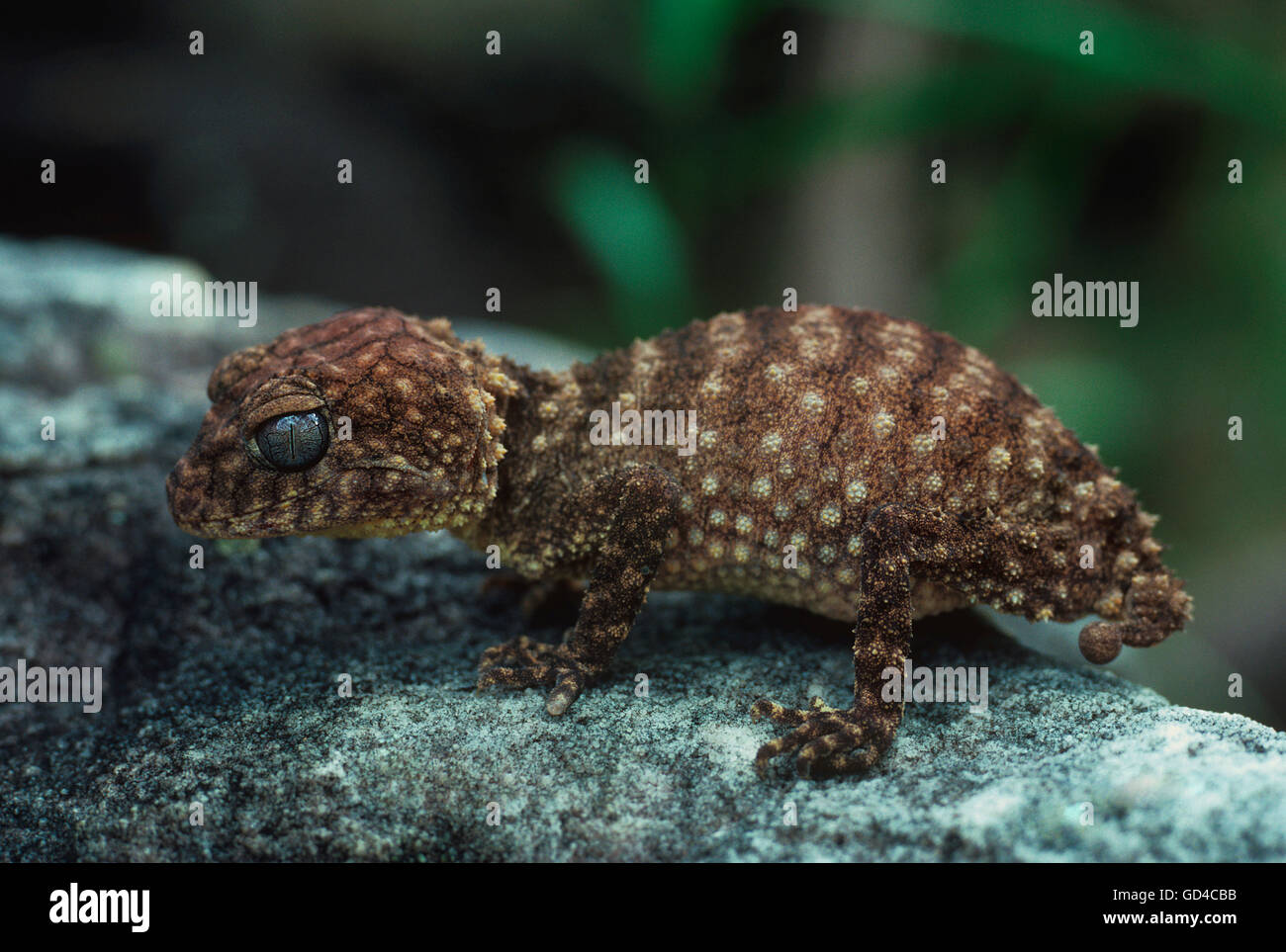 Lizard kakadu australia wildlife hi-res stock photography and images ...