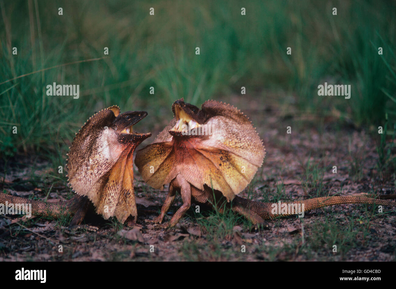 Frilled lizards hi-res stock photography and images - Alamy