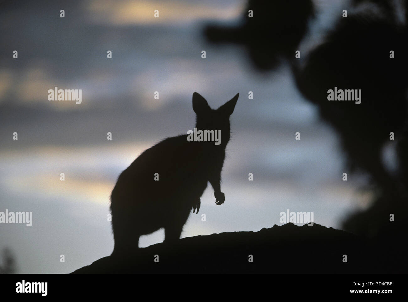 Kangaroo habitats hi-res stock photography and images - Alamy