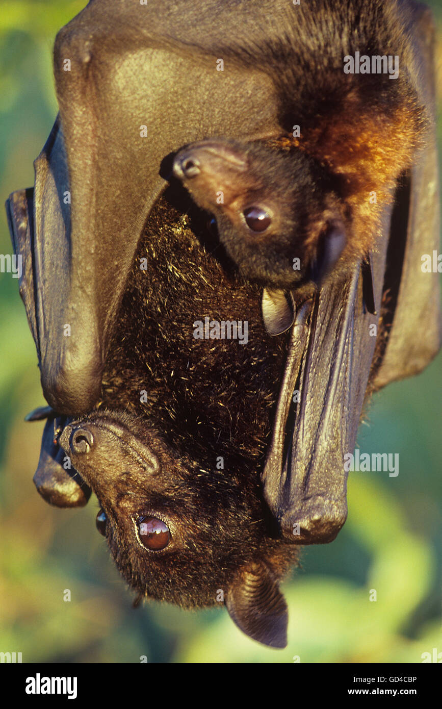 Bat bird tourist hi-res stock photography and images - Alamy