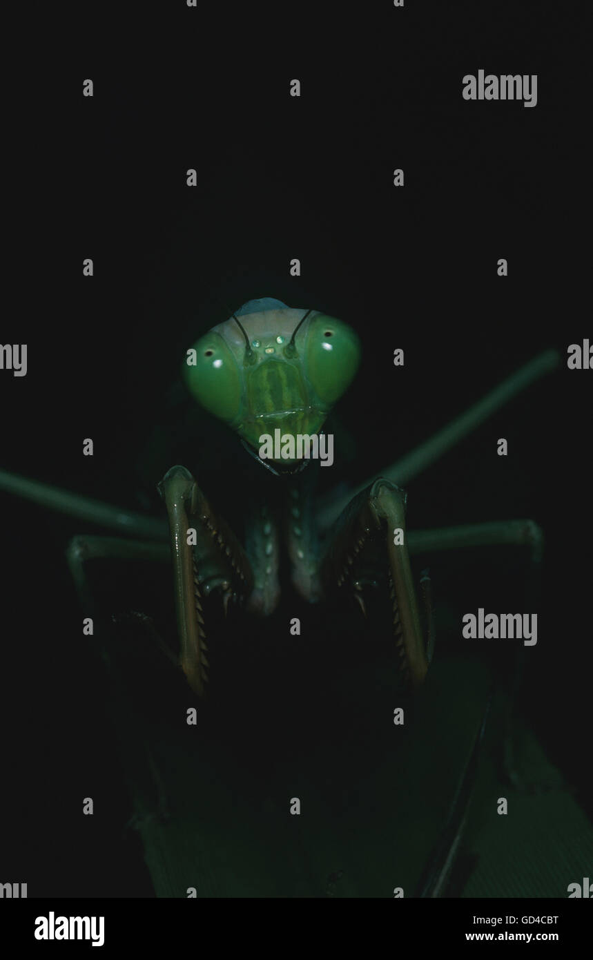 Green mantis hi-res stock photography and images - Alamy