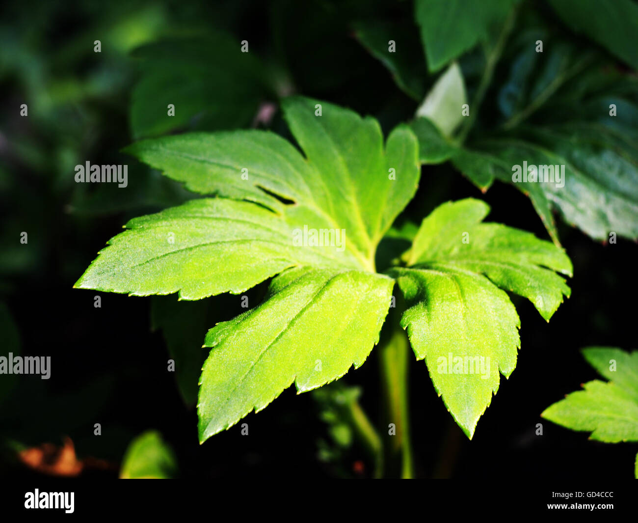 Mukdenia rossii - Aceriphyllum rossii Stock Photo - Alamy