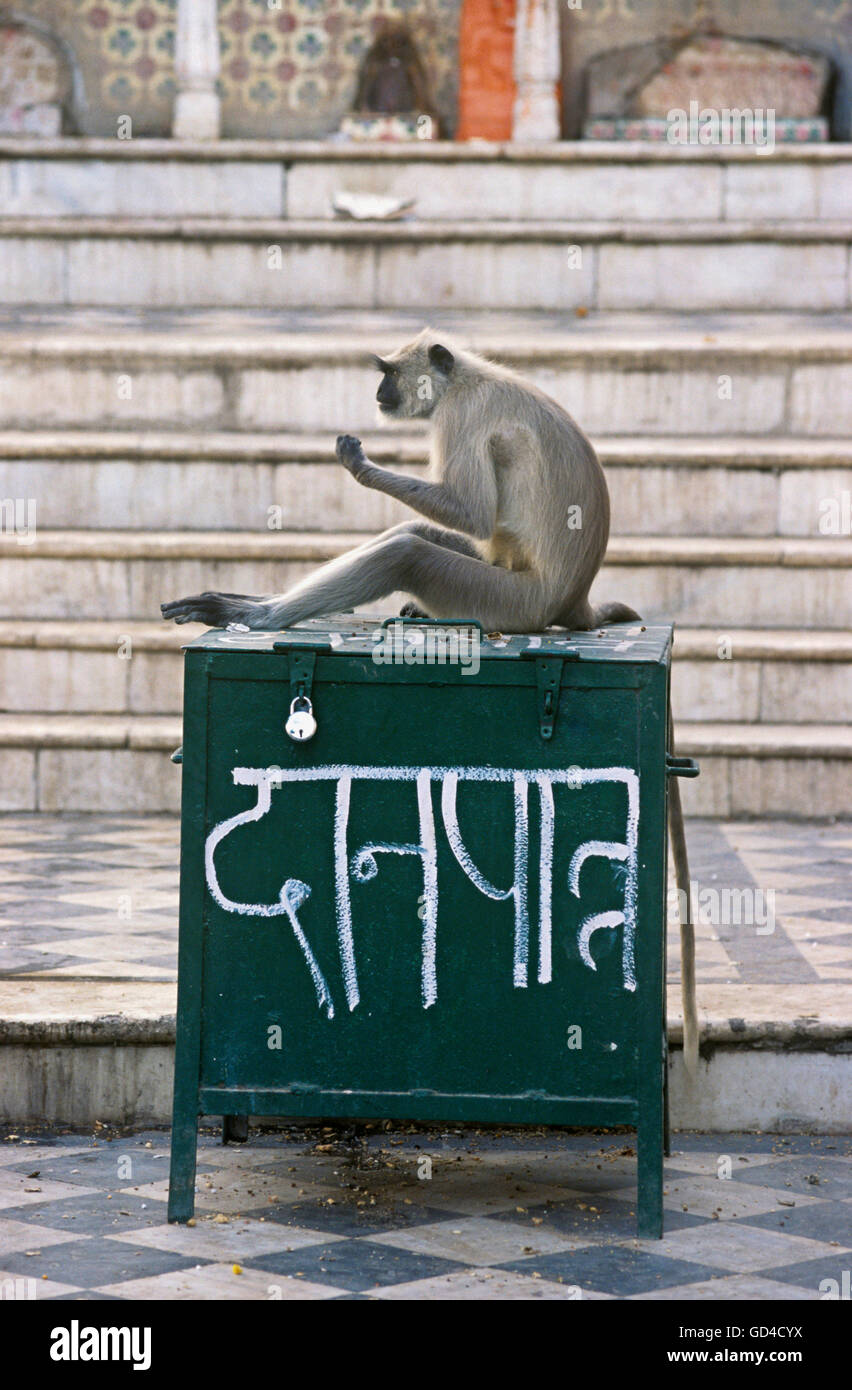 Dan patra hi-res stock photography and images - Alamy