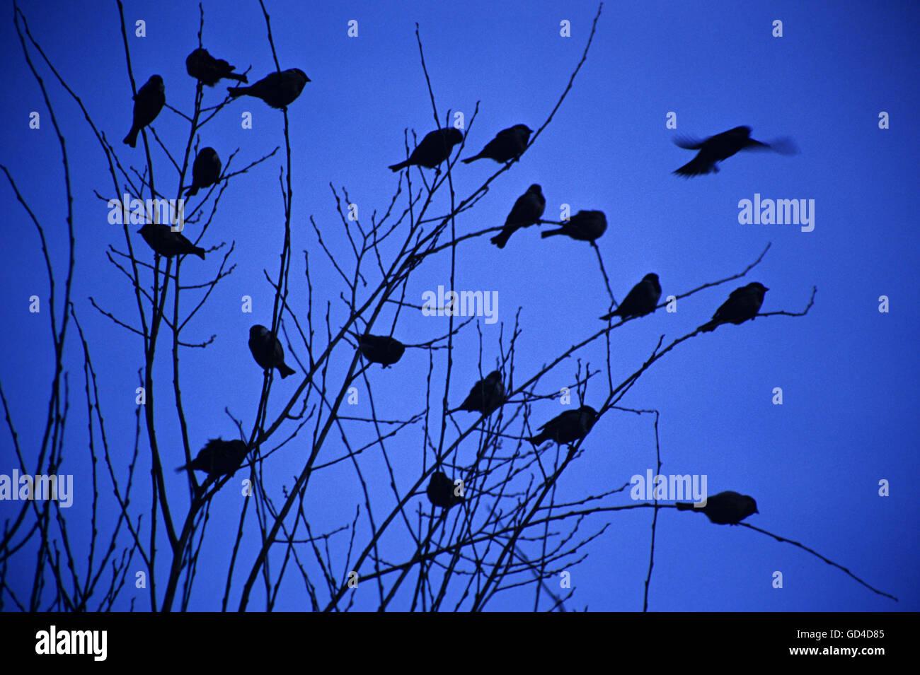 Birds with tree hi-res stock photography and images - Alamy