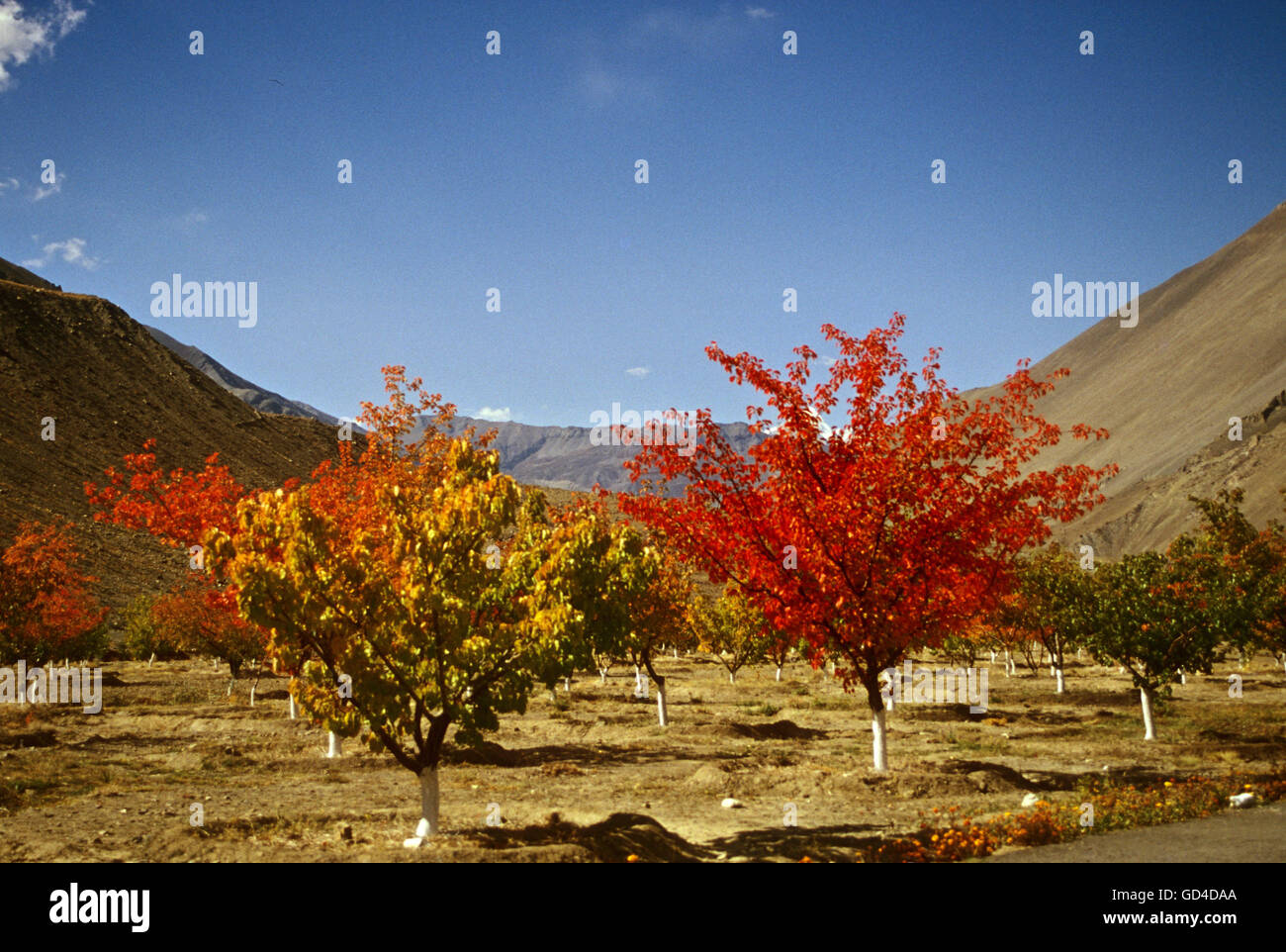 Apple and apricot orchard Stock Photo - Alamy