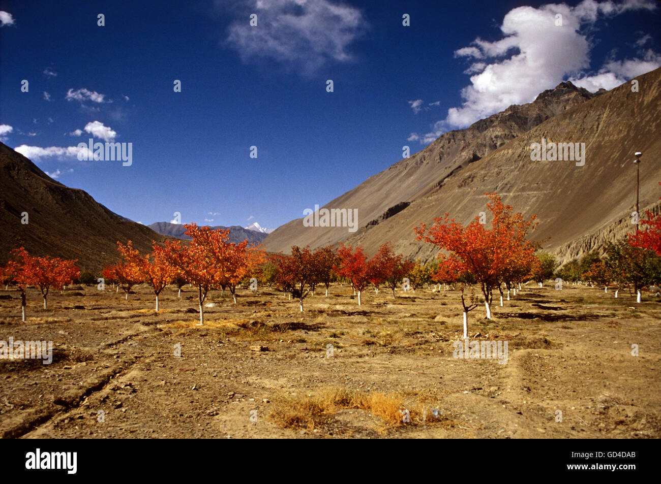 Apple and apricot orchard Stock Photo - Alamy