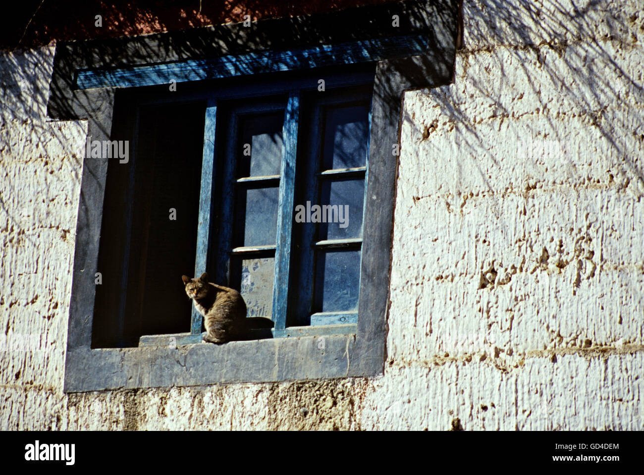 Cat on the window Stock Photo - Alamy