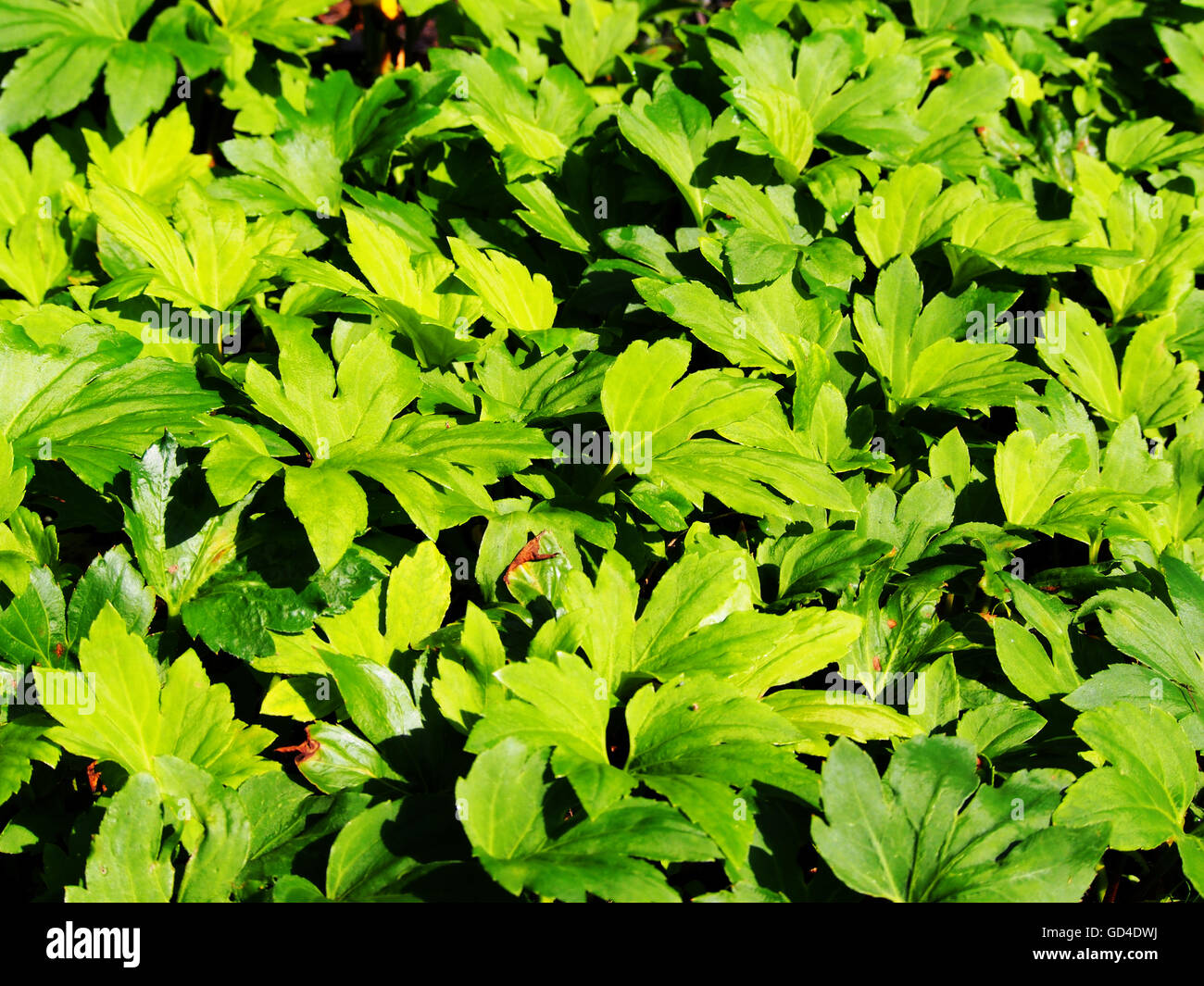 Mukdenia rossii - Aceriphyllum rossii Stock Photo - Alamy