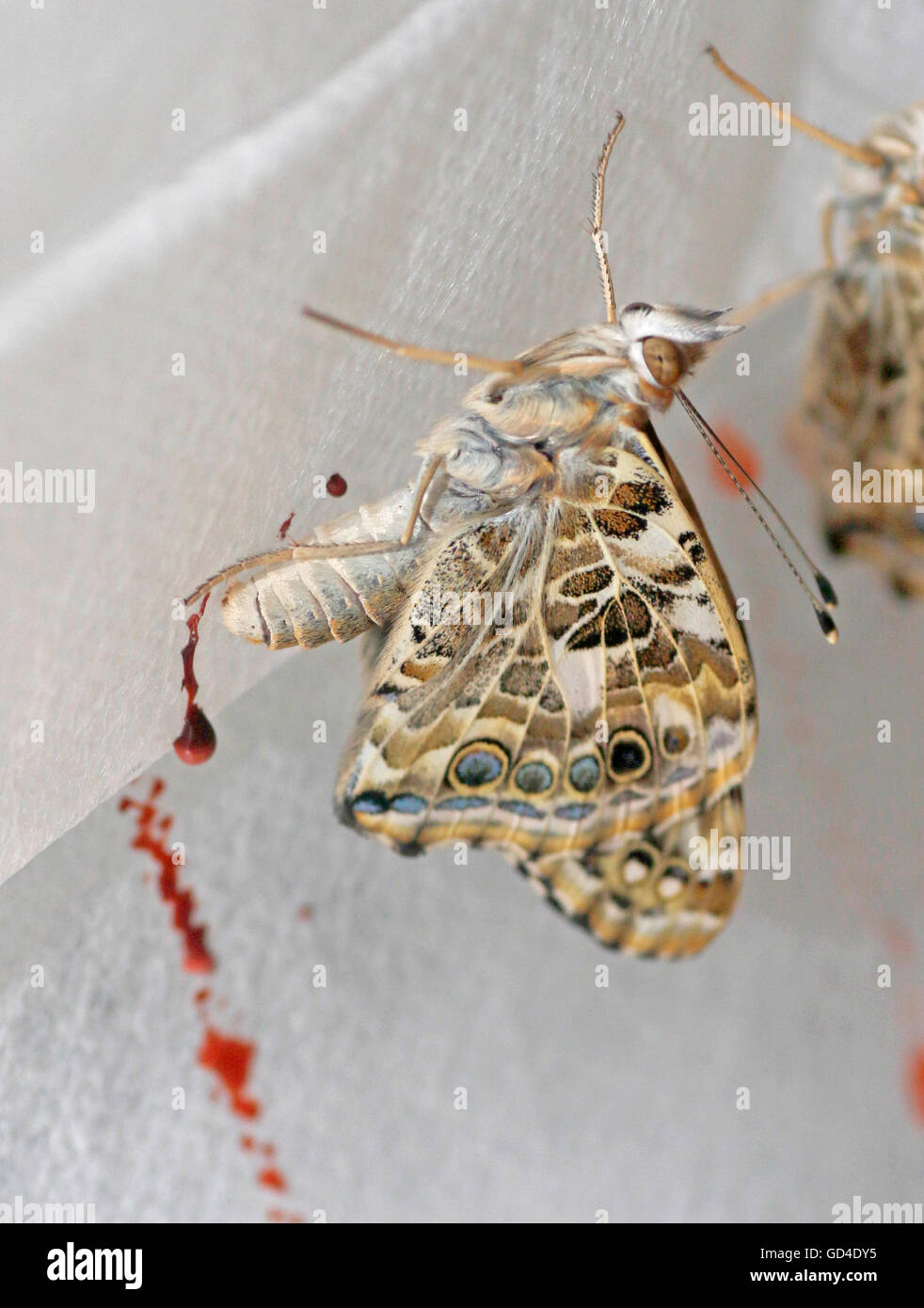 Painted Lady butterfly (Vanessa cardui) releasing meconium Stock Photo ...