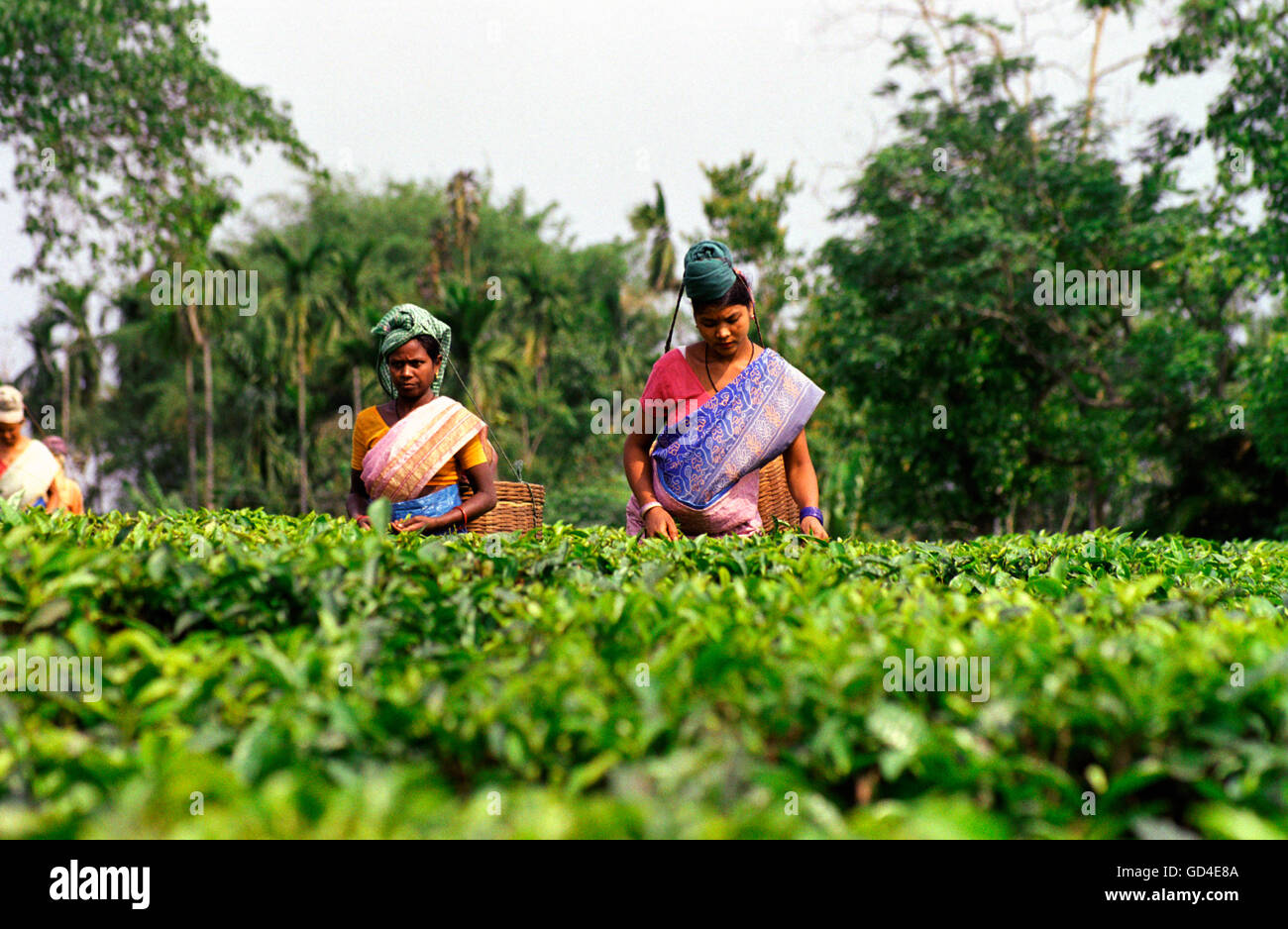 Women workers collecting tea leaves hi-res stock photography and images ...