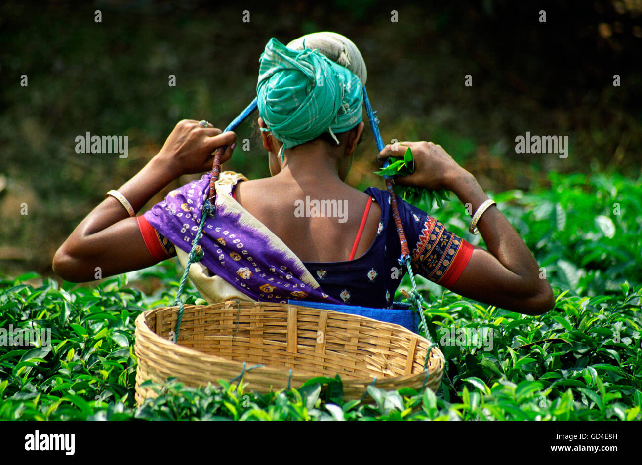 Women workers collecting tea leaves hi-res stock photography and images ...