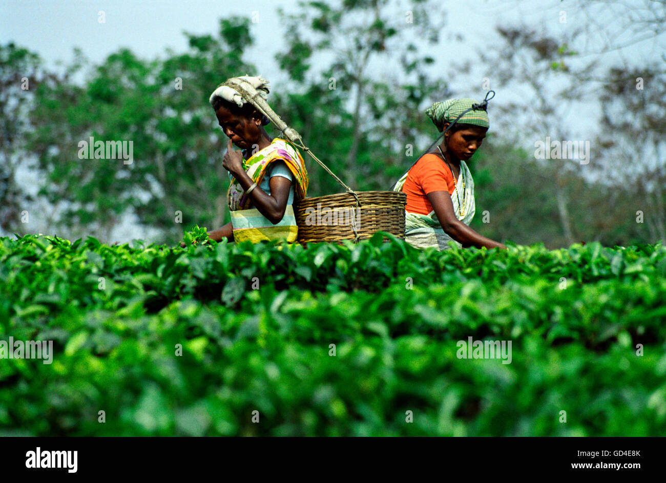 Women workers collecting tea leaves hi-res stock photography and images ...