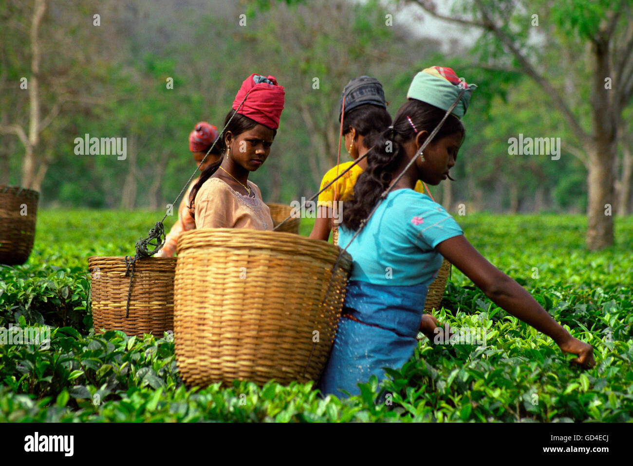 Women workers collecting tea leaves hi-res stock photography and images ...