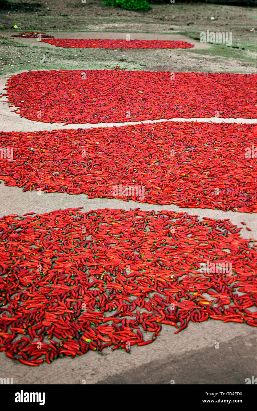 Spices chillies drying india hi-res stock photography and images - Alamy
