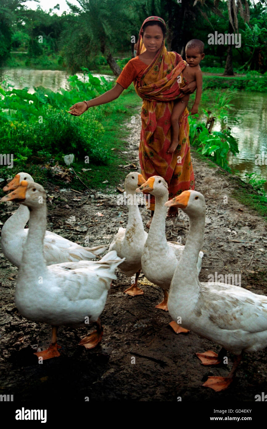 A woman leading a herd of swan Stock Photo - Alamy