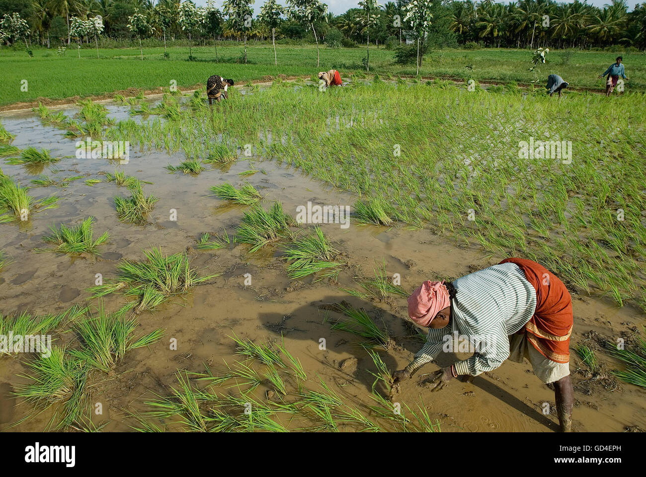 Paddy Fields Of Karnataka High Resolution Stock Photography and Images ...