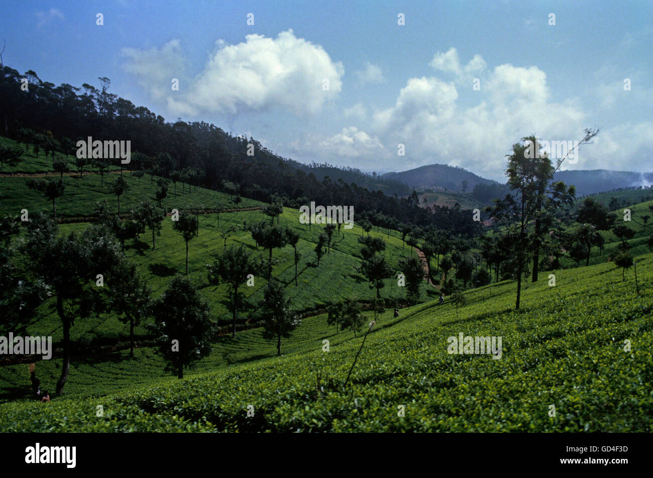 Ooty tea plantations hi-res stock photography and images - Alamy