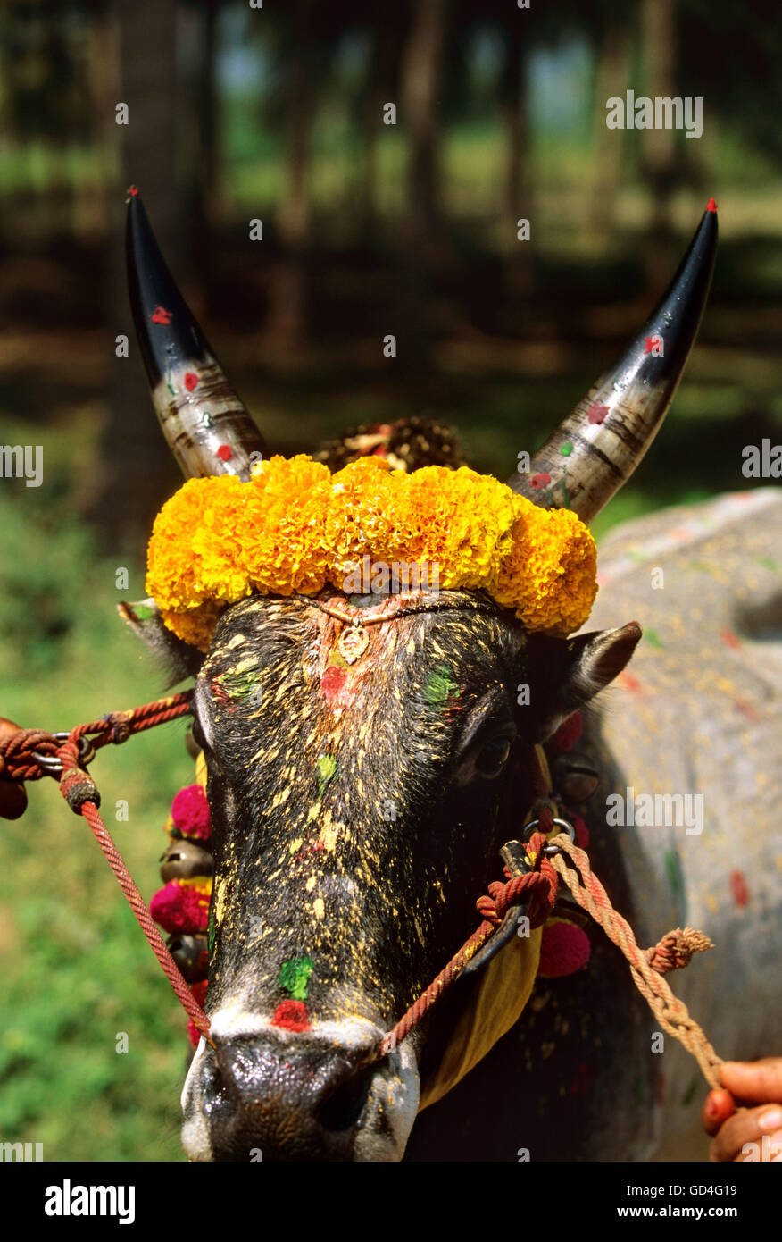 Cow Worship High Resolution Stock Photography and Images - Alamy
