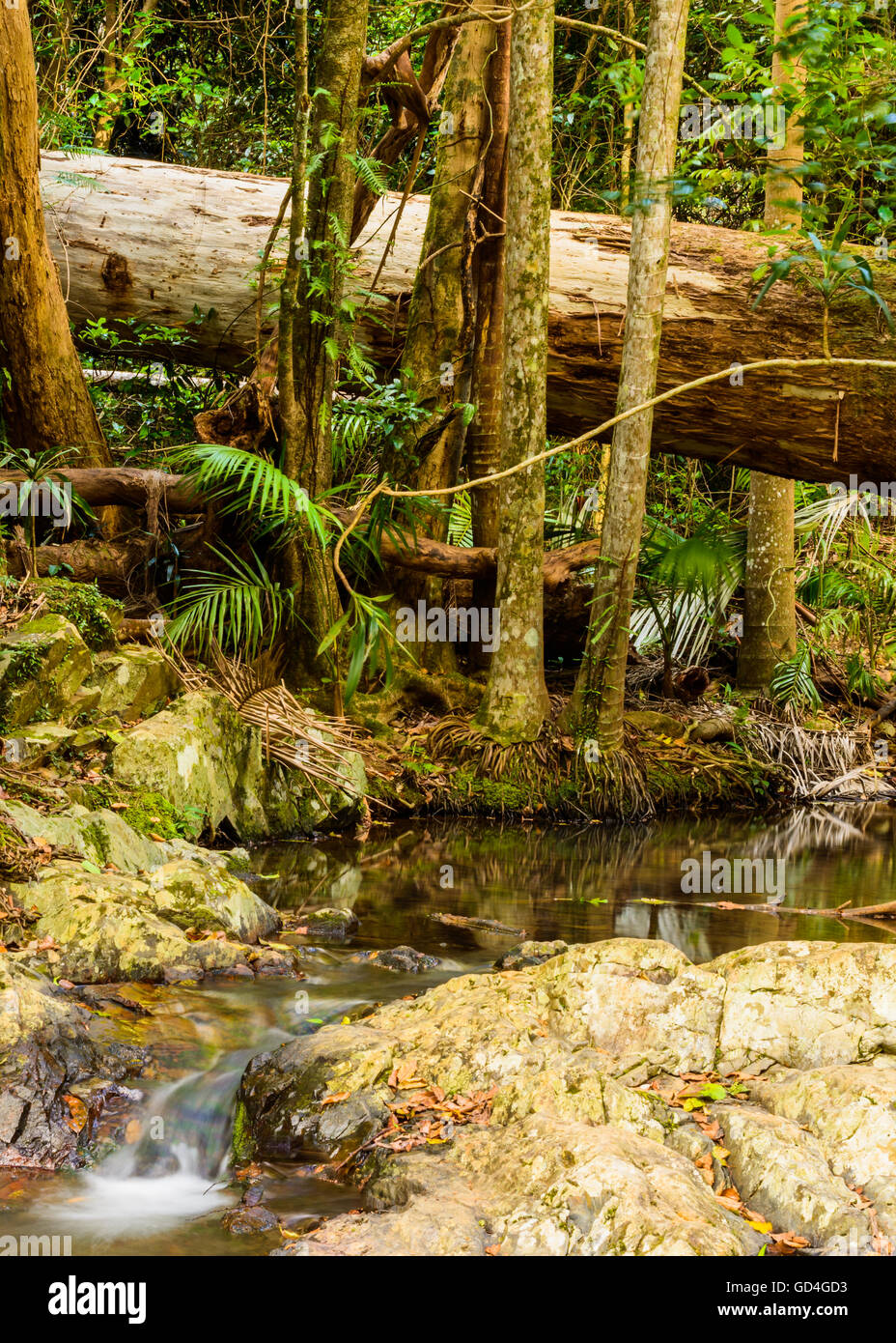 Fallen gum tree lying over a stream Stock Photo - Alamy