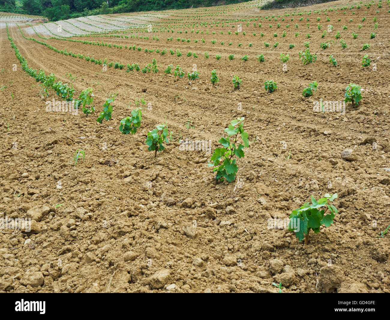 new vineyard with young seedlings of grapevine in a field Stock Photo ...