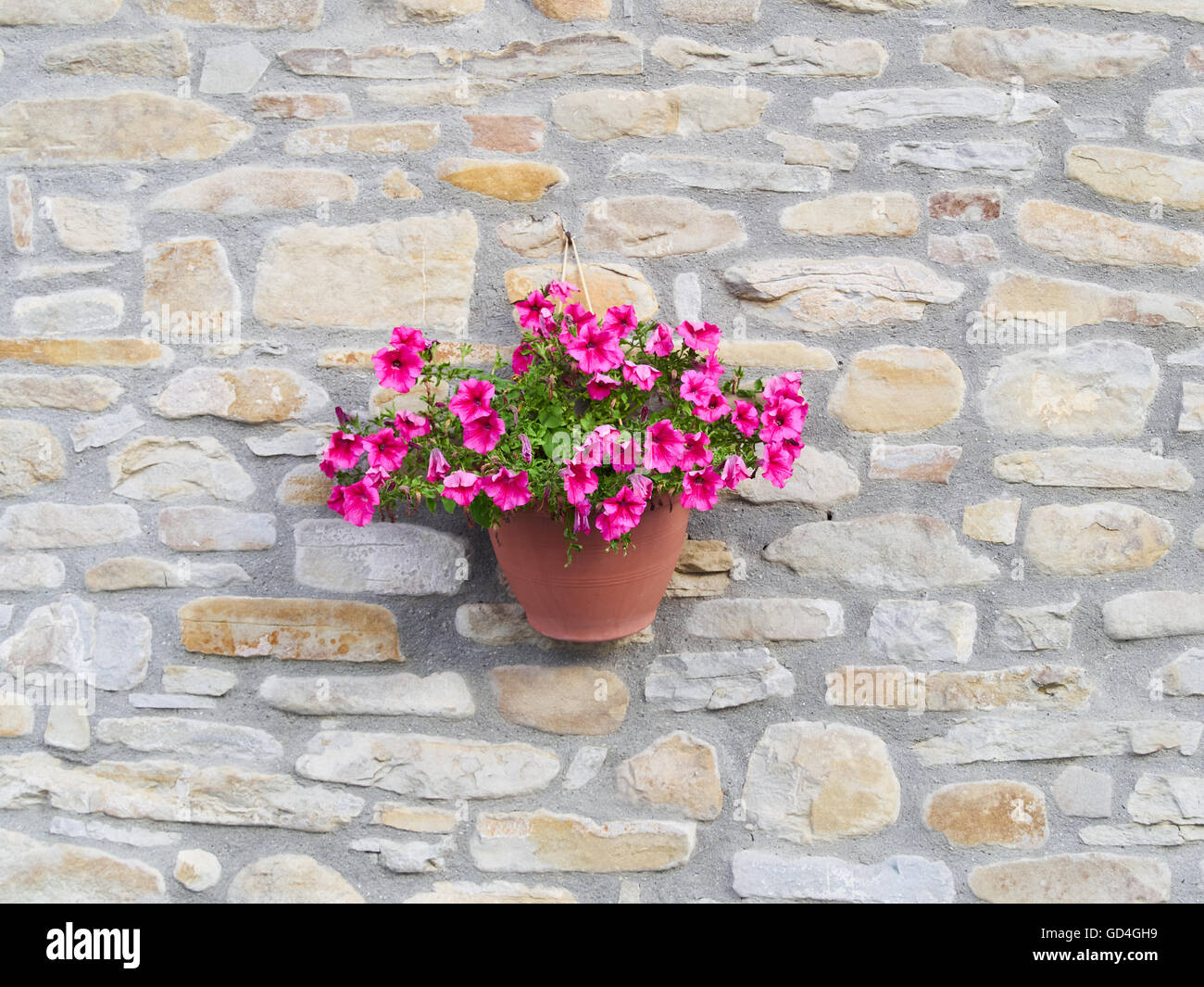 Bowl of purple (petunia) hanging from a rough stone wall of a country ...