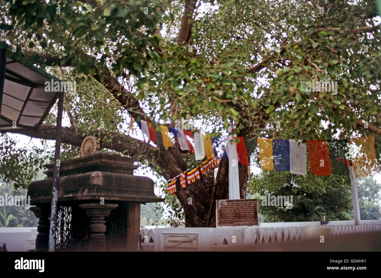 Hinduism holy tree hi-res stock photography and images - Alamy