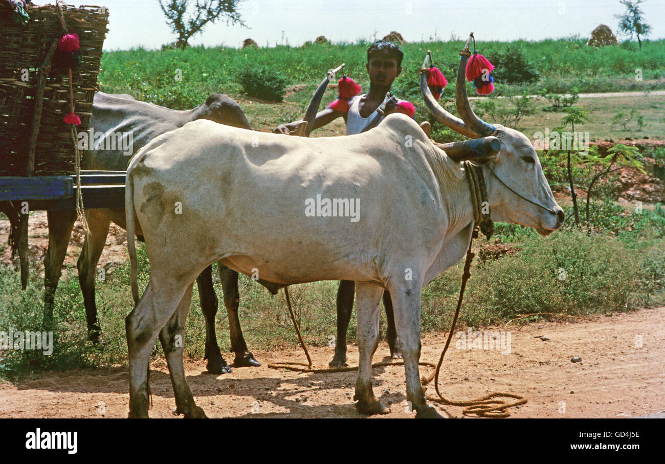 Cows transport hi-res stock photography and images - Alamy