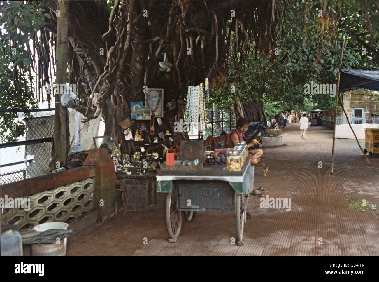 Peepal tree hi-res stock photography and images - Alamy