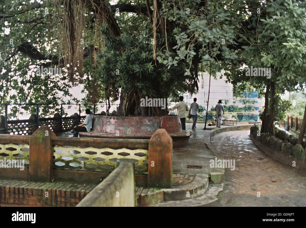 Peepal tree hi-res stock photography and images - Alamy
