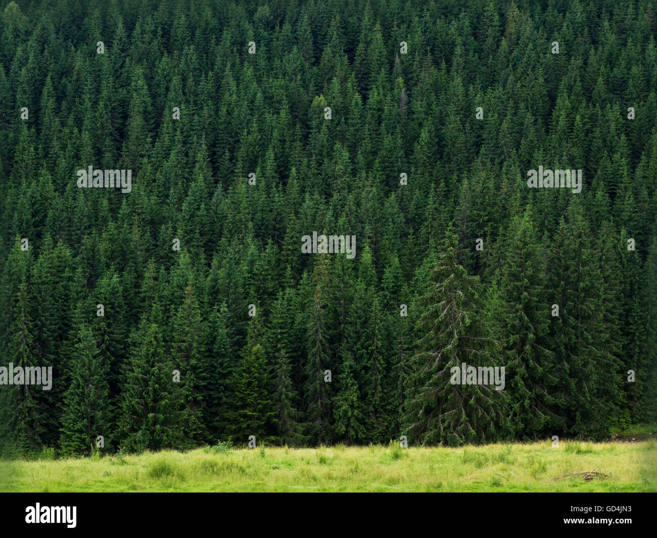 fir tree forest Stock Photo - Alamy