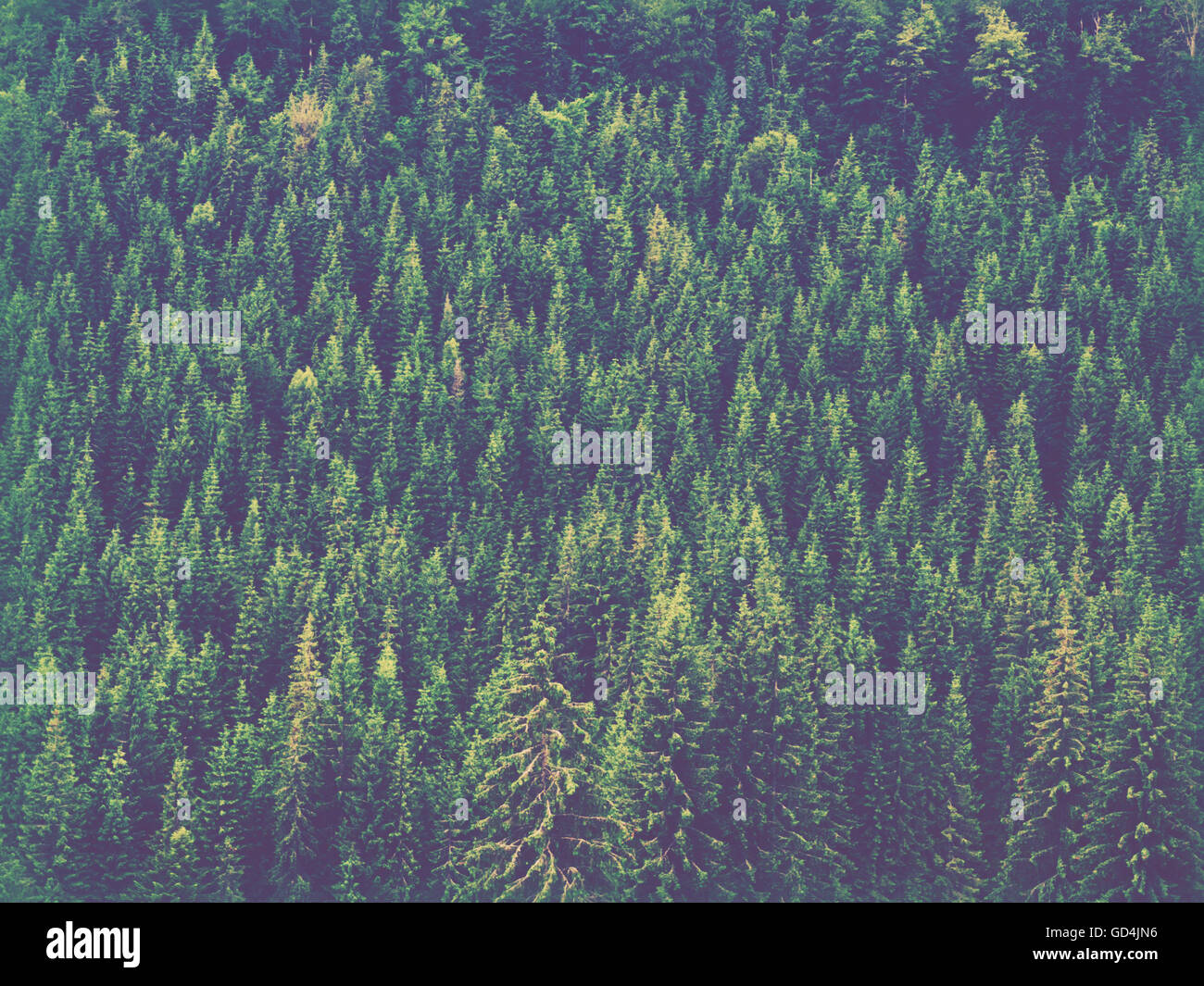 fir trees texture, Christmas Stock Photo - Alamy