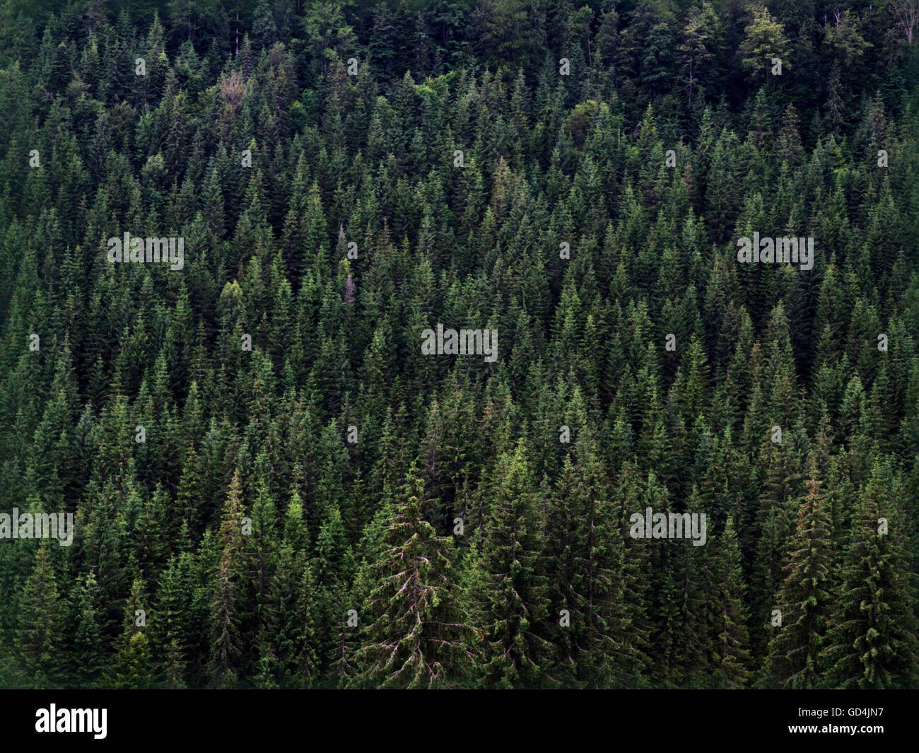 Fir trees texture hi-res stock photography and images - Alamy