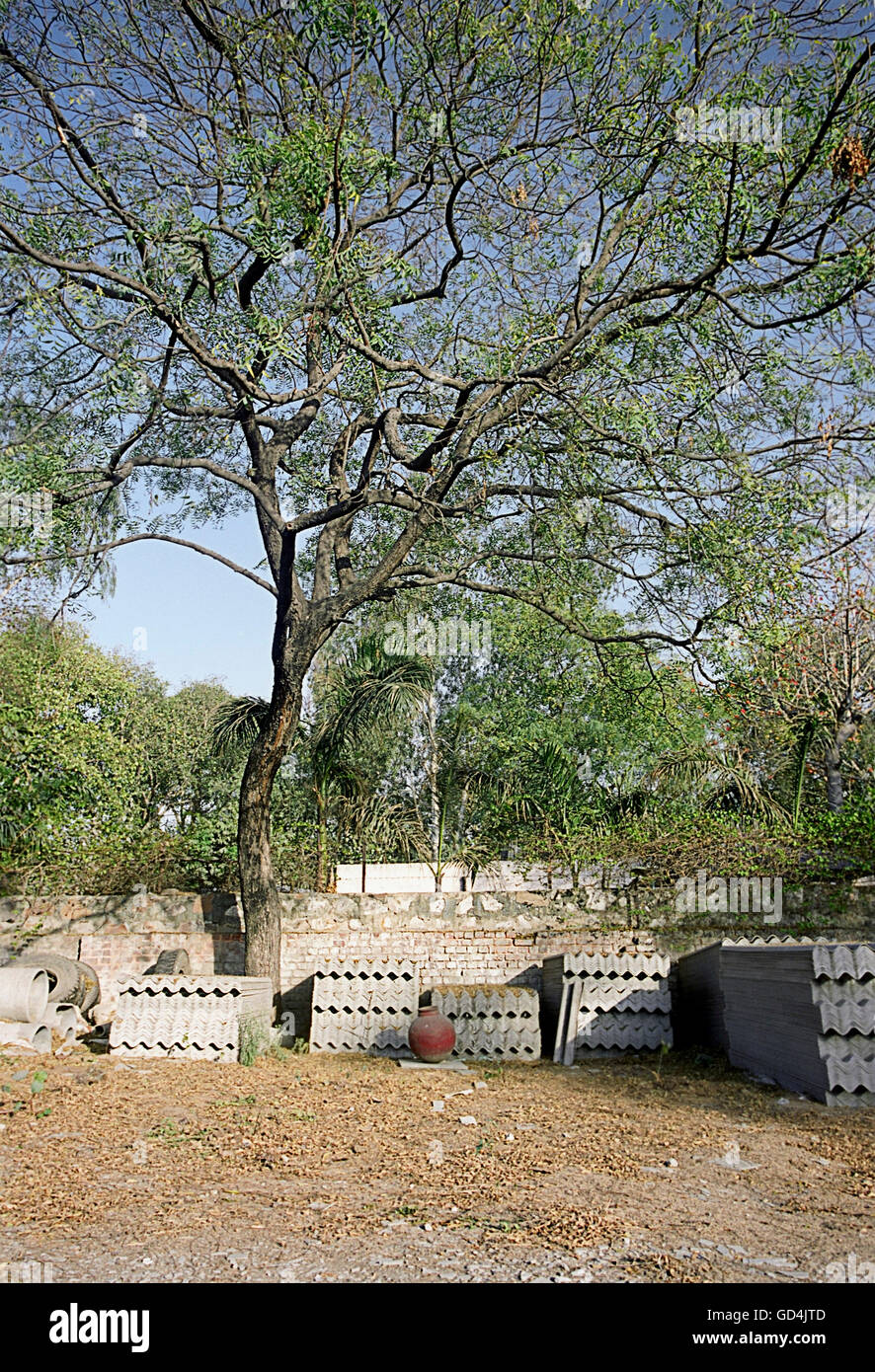 Delhi vegetation hi-res stock photography and images - Alamy