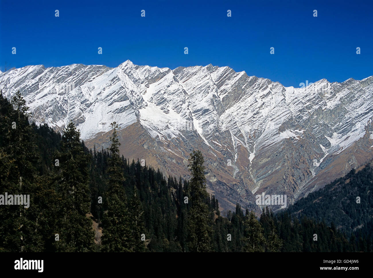 Trees forest manali himachal india hi-res stock photography and images ...