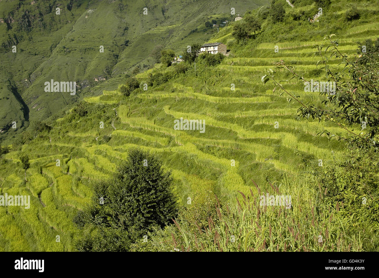 Step agriculture hi-res stock photography and images - Alamy