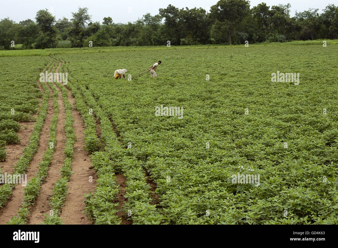 Groundnut fields hi-res stock photography and images - Alamy