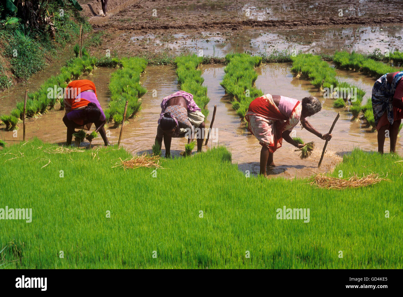 Pulling out hi-res stock photography and images - Alamy