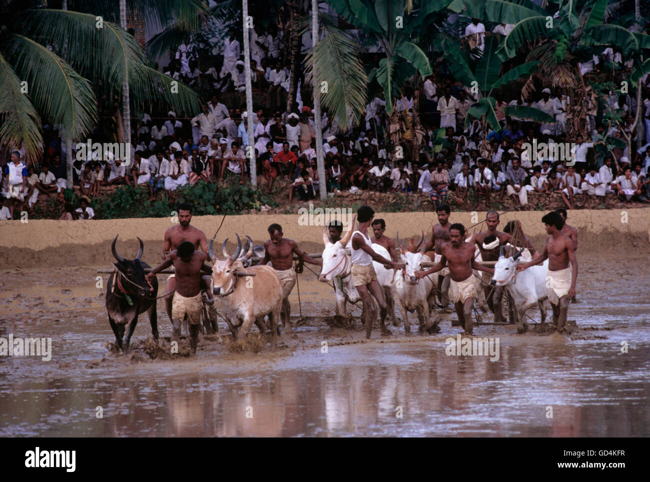 Cattle run hi-res stock photography and images - Alamy