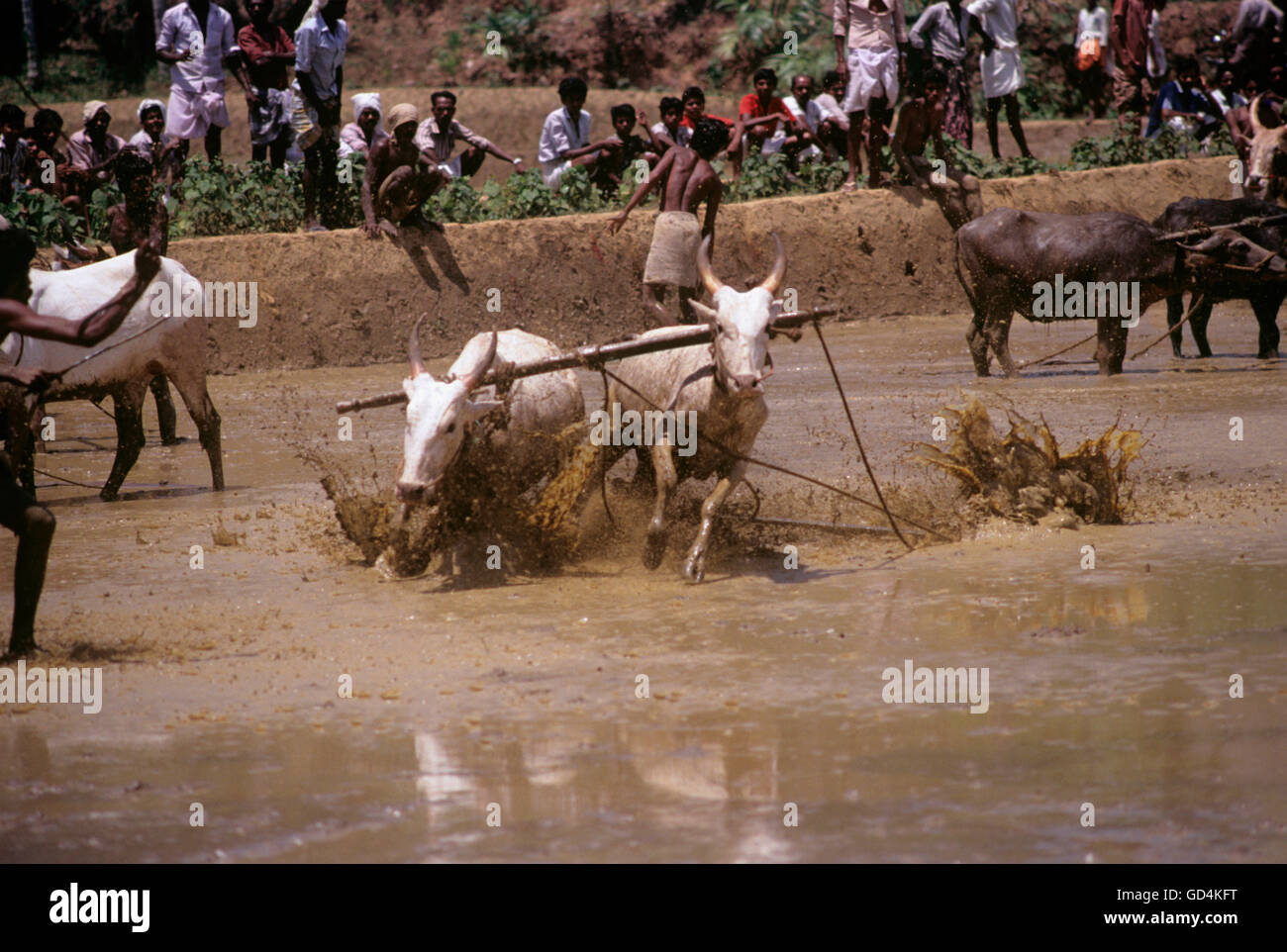 Mud race india hi-res stock photography and images - Alamy