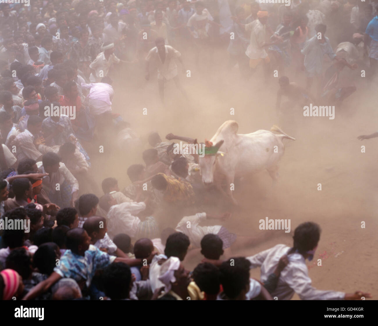 Jallikattu hi-res stock photography and images - Alamy