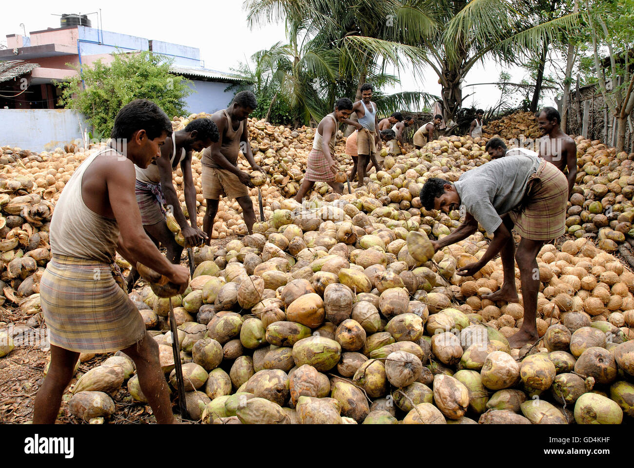 Removing coconut husk Stock Photo - Alamy