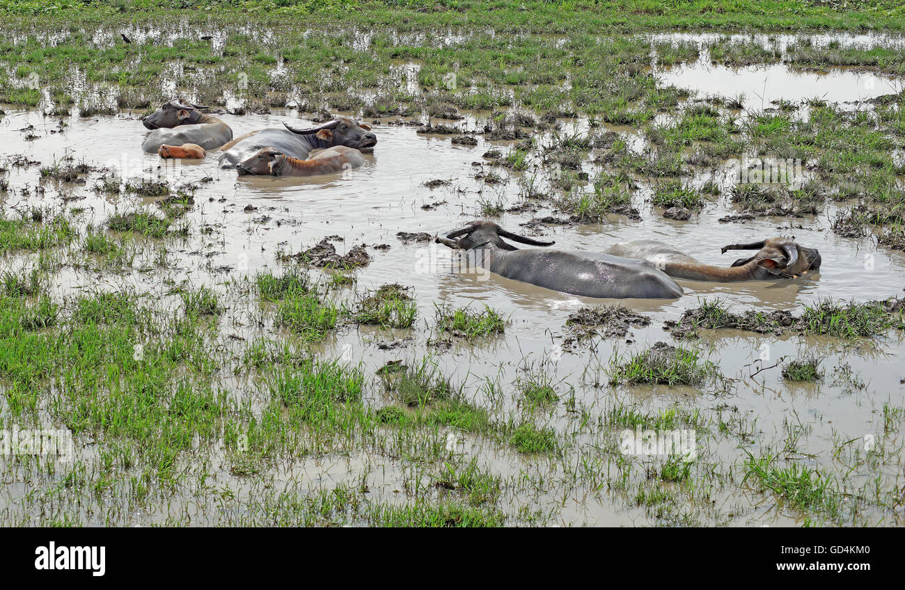 asian water buffalo or bubalus bubalis in swamp Stock Photo - Alamy