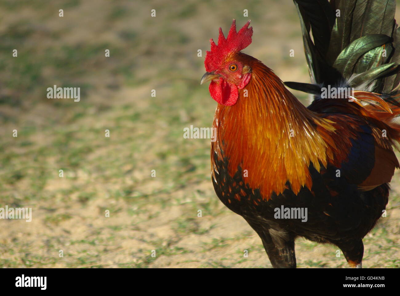 Wild rooster kauai hawaii hi-res stock photography and images - Alamy