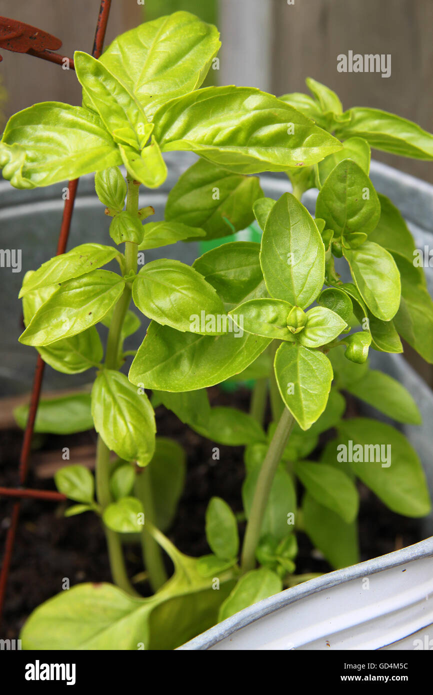 Small basil herb plant growing in a pot Stock Photo - Alamy
