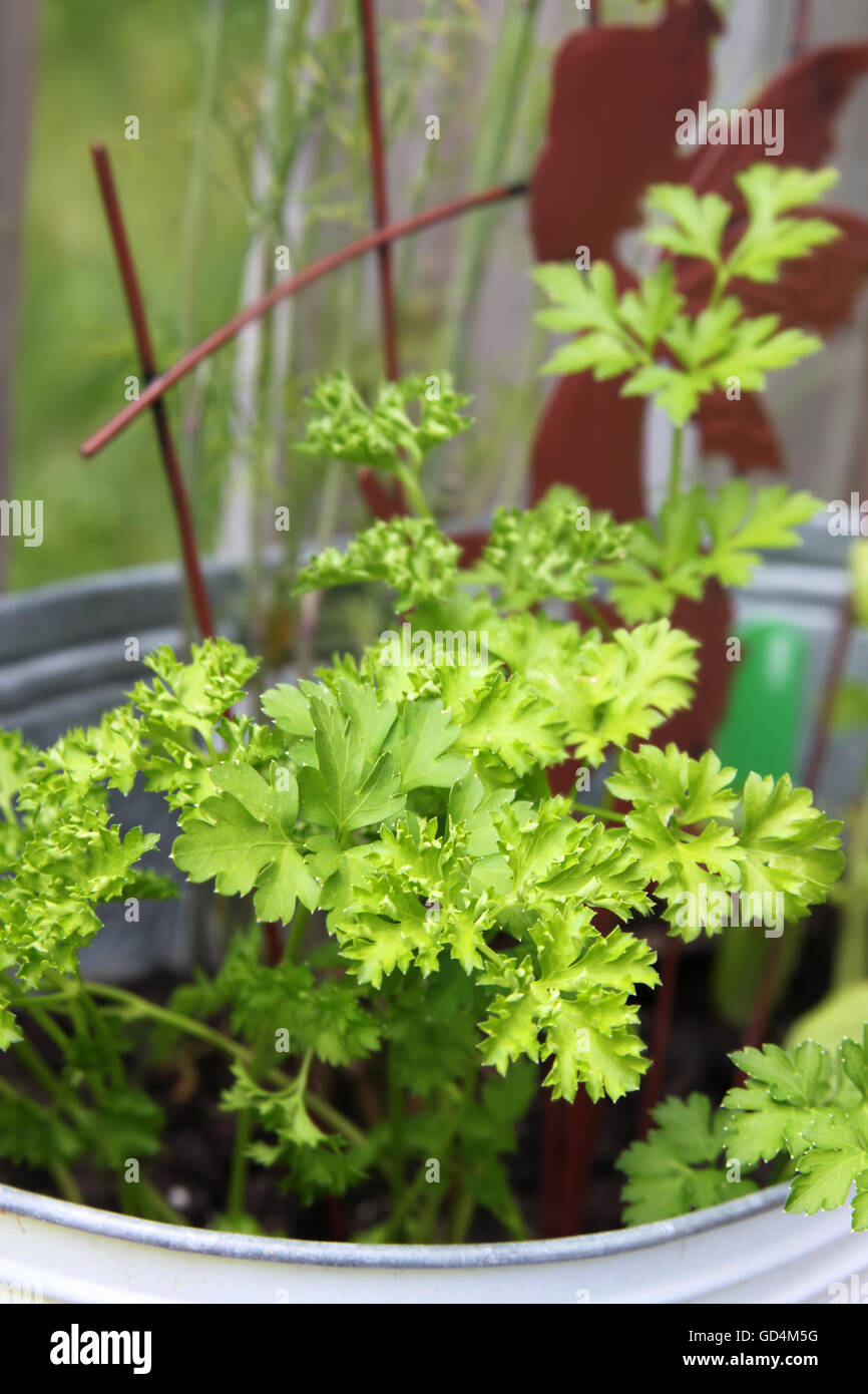 Small Italian Parsley herb plant growing in a pot Stock Photo - Alamy