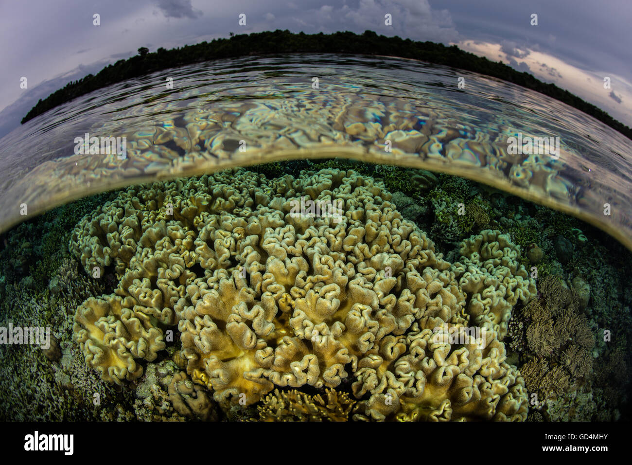 A beautiful set of soft leather corals grow in shallow water near a ...